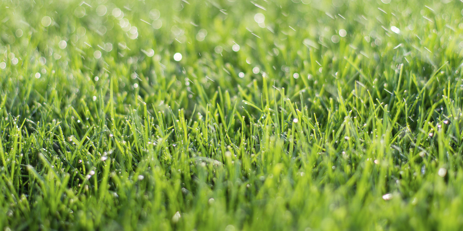 Prepare a relva para suportar o inverno - SAPO Lifestyle